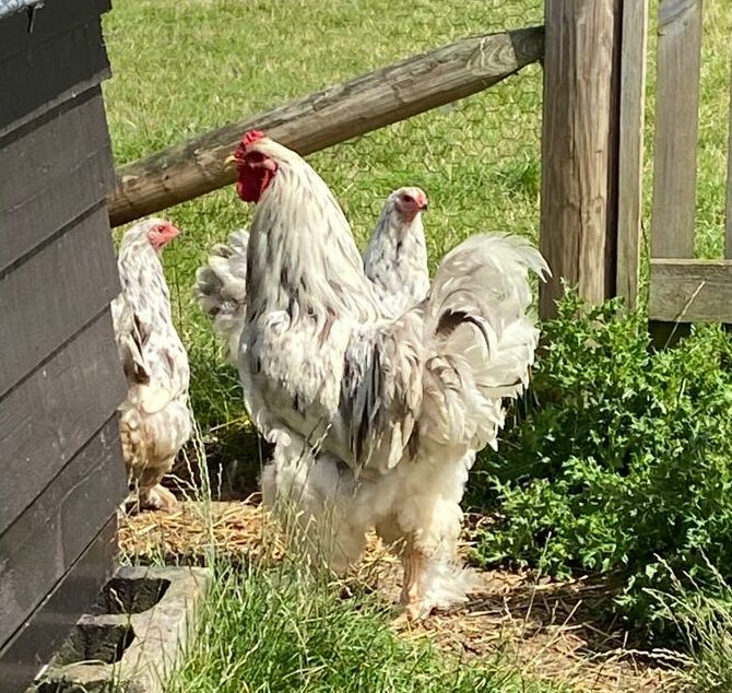 helenshappyhens.com – Contact us for more information and prices on ...