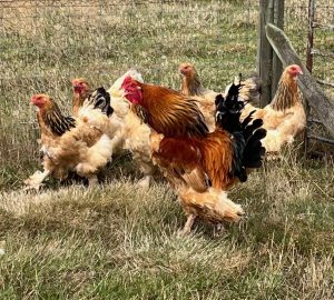 helenshappyhens.com – Contact us for more information and prices on ...