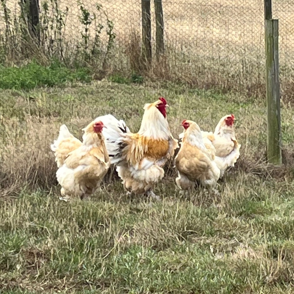 helenshappyhens.com – Contact us for more information and prices on ...